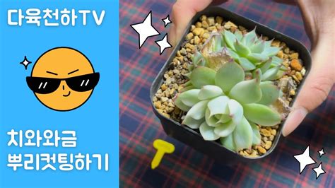 예쁘게 금이들고있는 치와와금 뿌리컷팅 후 새뿌리 받기 행복한 다육생활 Youtube