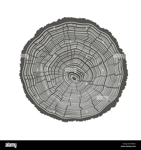 Annual Tree Rings Stock Vector Images Alamy