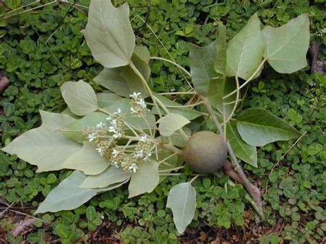 The Hawaiʻi State Tree The Rich Legacy Of The Kukui Nut Tree
