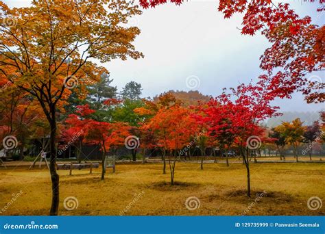 Colorful Autumn At Nami Island South Korea Stock Image Image Of