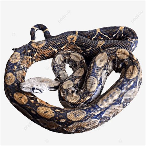 Boa Constrictor Snake Boa Snakes Python PNG Transparent Clipart Image And PSD File For Free