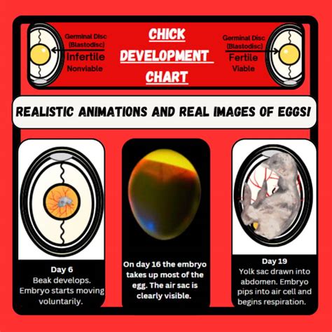 Chicken Embryology 21 Day Chick Development Chart Day By Day