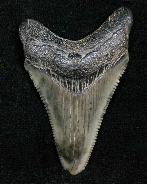 Razor Sharp 177 Fossil Megalodon Tooth 13616 For Sale