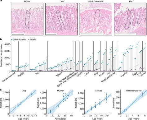 Somatic Mutation Rates Scale With Lifespan Across Mammals R Genetics
