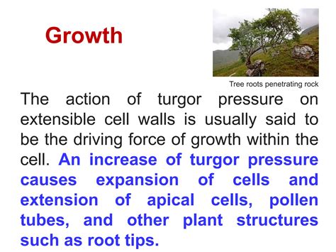 2 Osmotic Pressure Osmotic Potential Turgor Pressure Wall Pressure