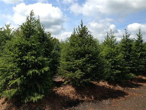 How Big Do Dwarf Spruce Trees Get At Jenny Abate Blog