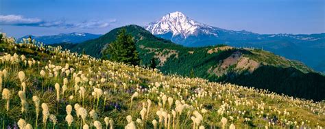 Beargrass Bloom Mt Jefferson Oregon Mike Putnam Photography