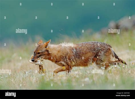 Bulgaria Wildlife Balkan In Europe Golden Jackal Canis Aureus