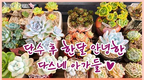 240713 다육스케치 ㅣ 키핑장 풍경 ㅣ다육이 키우기 ㅣsucculent Plants ㅣ 여름철 물 관리 ㅣ 프로포즈 ㅣ 상아
