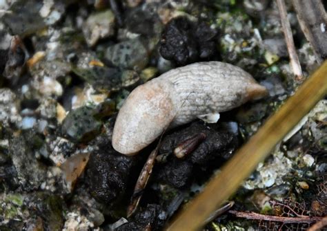 Grey Field Slug Friends Of Heene Cemetery