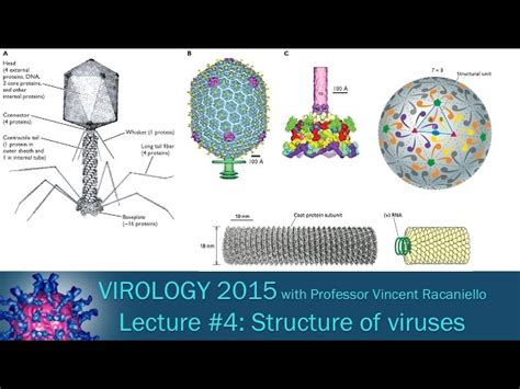 General Virus Structure