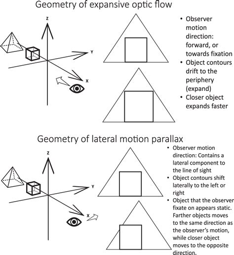 figure 1 from effect of expansive optic flow and lateral motion