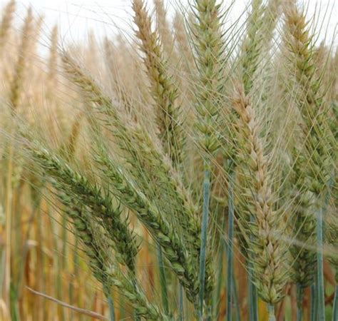 Wheat Seeds Exporter Manufacturer Supplier Wheat Seeds India