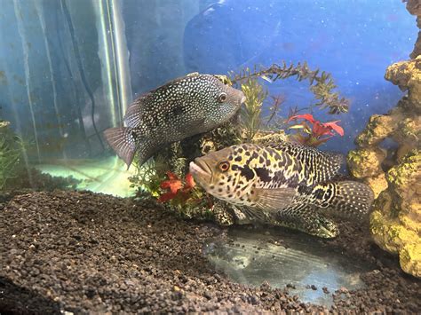 Help Confirming Sex On These Two Rcichlid