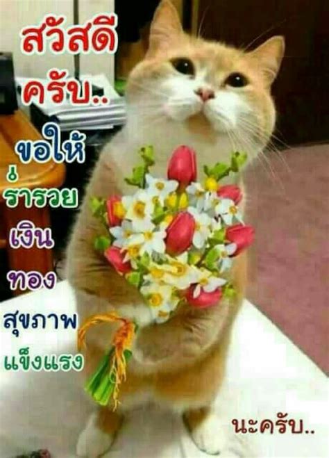 ปักพินโดย Lilly Issa ใน วันพฤหัสฯ แมวเมนคูน แมวน้อย แมว