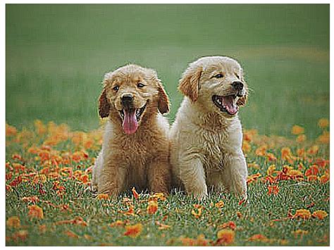 Image Processing Using Pil Python Imaging Library Nomidl