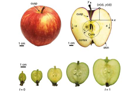 Physicists Get Under The Skin Of Apple Growth Physics World