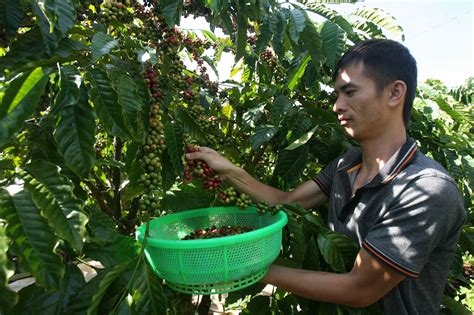 Gi C Ph Vi T Nam T Ng K L C