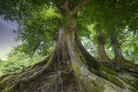 Everything I Need Roots And Branches Bellesprit