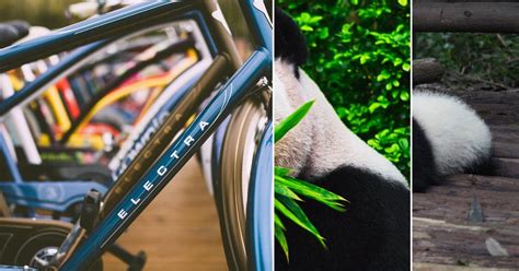 List Pandas Curated By Alwayz Medium