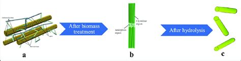 A Plant Source B Fibrils Of Cellulose C Nano Crystals
