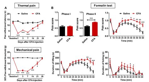 Figure 1 From Hypersensitivity Of Prelimbic Cortex Neurons Contributes To Aggravated Nociceptive