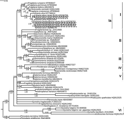 Phylogenetic Analysis Based On Partial Rbcl Gene The Tree Shown Is The