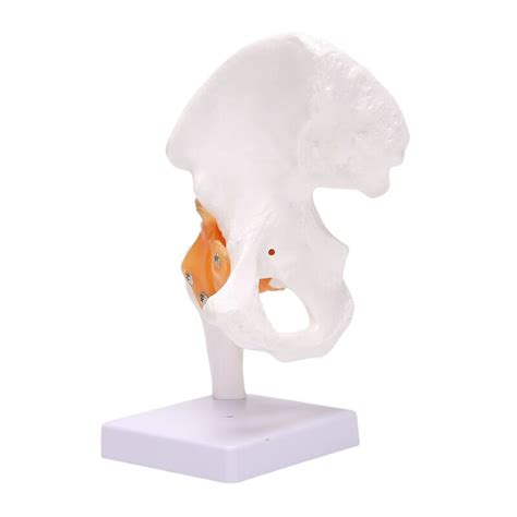 Life Size Hip Bone Model Hip Joint Model With Flexible Ligaments And