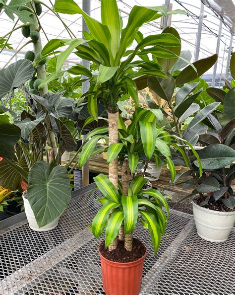 Huge Cane Plant