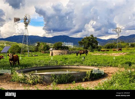 Livestock Livestock And Wind Well Or La Bomba Molino De Viento At