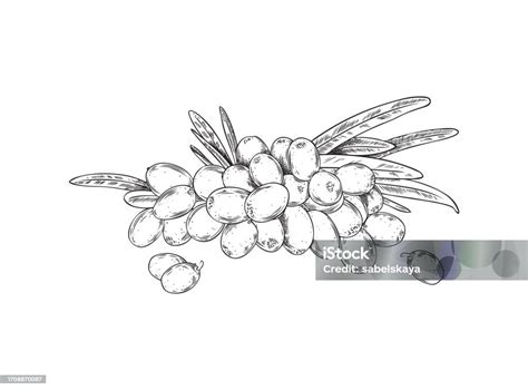 바다 갈매 나무속 열매 더미와 나뭇잎 벡터 새겨진 그림 손으로 그린 여름 과일 신선한 딸기 무리 가을에 대한 스톡 벡터 아트 및 기타 이미지 Istock