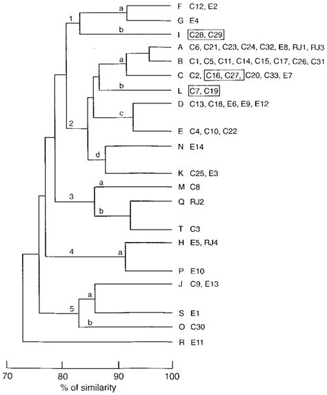 dendrogram generated from the dice coefficients computed from the