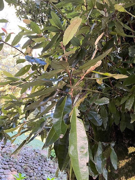 Selectree A Tree Selection Guide