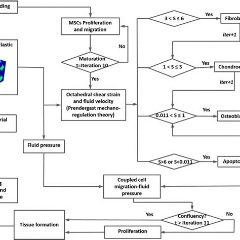 iterative procedure for tissue differentiation in a regular tissue