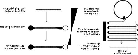Hifi Reads Highly Accurate Long Read Sequencing Pacbio