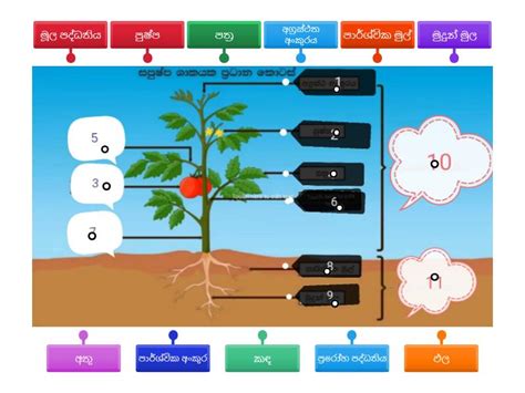 ශාකයක කොටස් හඳුනා ගනිමු Labelled Diagram