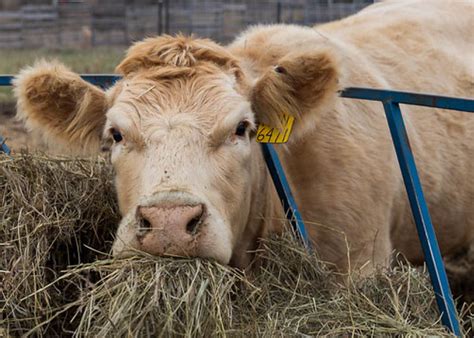How to Adjust Feed Resources and Reduce Hay Waste | Drovers