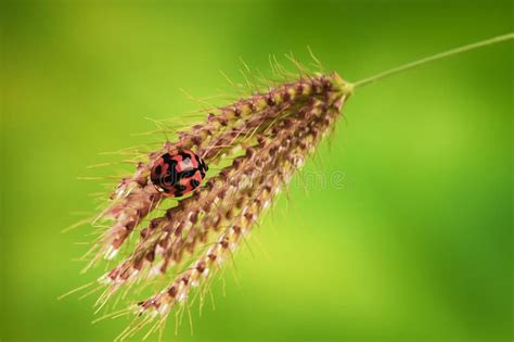 Ladybug Or Small Beetle Coccinellidae Stock Image Image Of Small