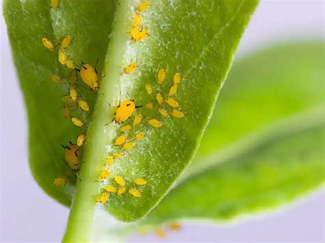 How To Control And Get Rid Of Aphids On Lemon Trees Gardenine