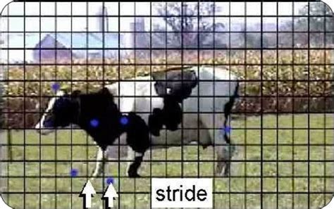 Dairy Cow Comfort Cow Behaviour To Judge Free Stall And Tie Stall Barns Dairy Producer