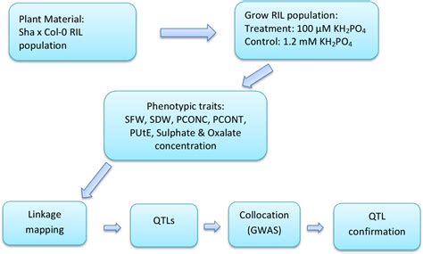 Figure 1 From Quantitative Trait Loci Qtl Analysis Of Phosphorus