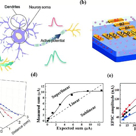 Neuronal Dendritic Functions Emulated With Multi Gate Egts A