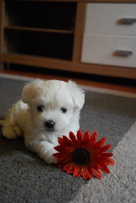 Maltezer Mini štene