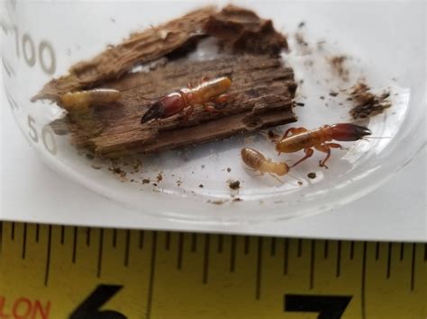 Need Help Identifying And Exterminating Termite San Francisco Ca