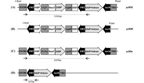 Vector Construction And Strategies For Flp Frt And Flpe Frt Mediated