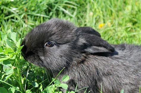 黑兔子在绿草里