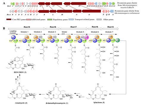 Discovery Of A New Rosamicin Derivative From Endophytic Micromonospora