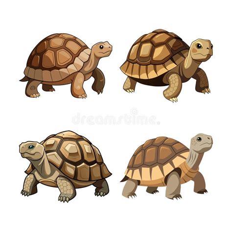 Stunning Gopher Tortoise In Its Habitat Stock Vector Illustration Of Hand Realistic 367157094