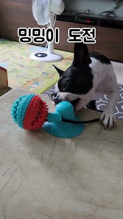 밍밍이 도전 Youtube