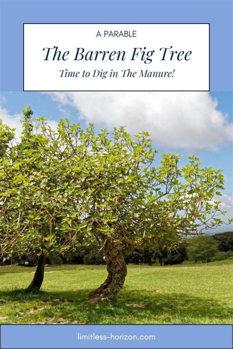The Parable Of The Barren Fig Tree Finding Hope Limitless Horizon